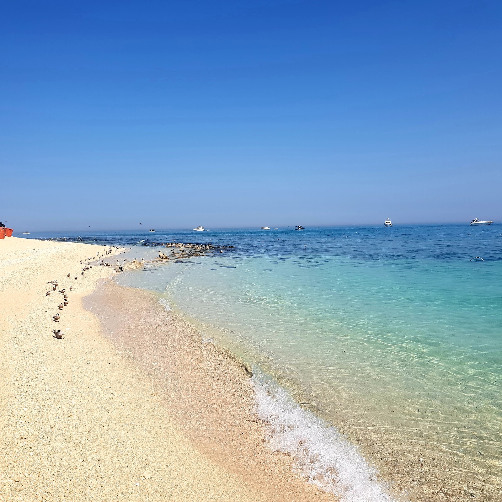 Kubbar Island - Nature Escape in Kuwait | Best of Kuwait